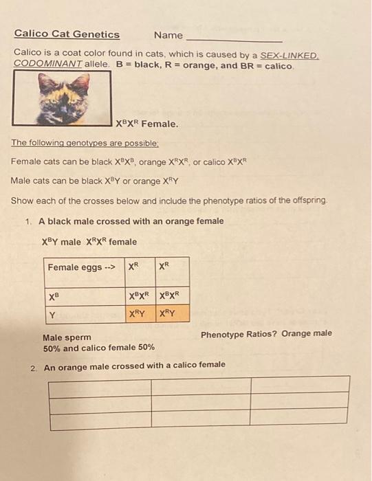 Solved Calico Cat Genetics Name Calico is a coat color found | Chegg.com
