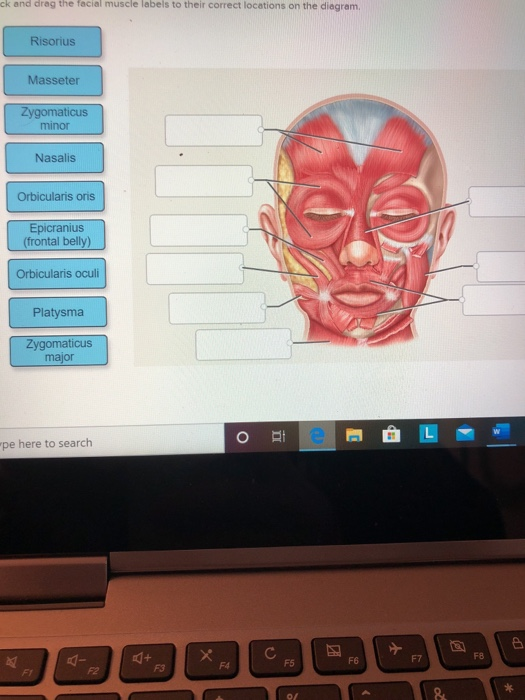 Solved click and drag the facial muscle labels to their | Chegg.com
