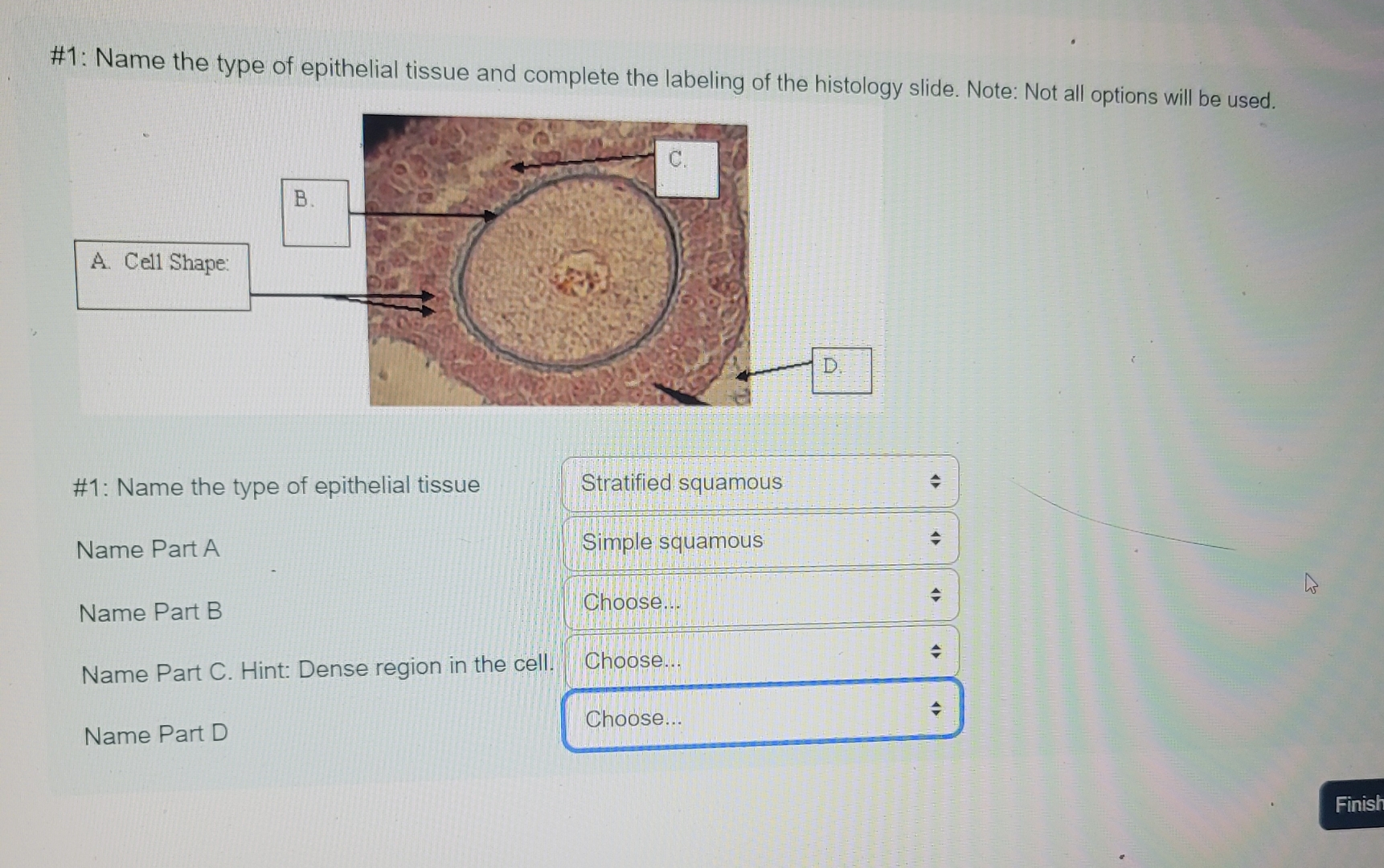 Solved #1: Name the type of epithelial tissue and complete | Chegg.com