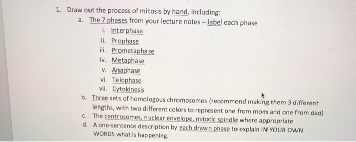 Solved 1. Draw out the process of mitosis by hand, | Chegg.com