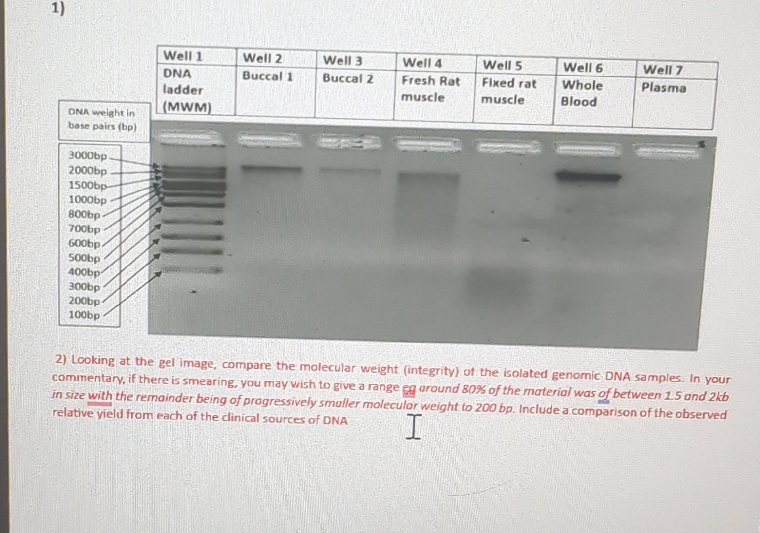 Solved Looking at the gel image, compare the molecular | Chegg.com