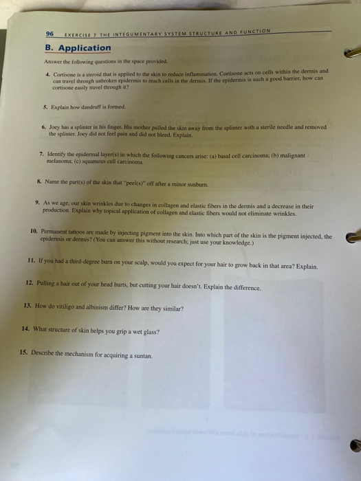 Solved 96 EXERCISE 7 THE INTEGUMENTARY SYSTEM STRUCTURE AND | Chegg.com