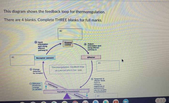 Solved This diagram shows the feedback loop for | Chegg.com