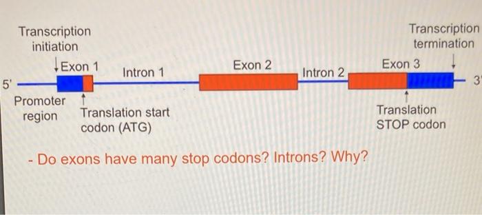 - Do exons have many stop codons? Introns? Why? | Chegg.com