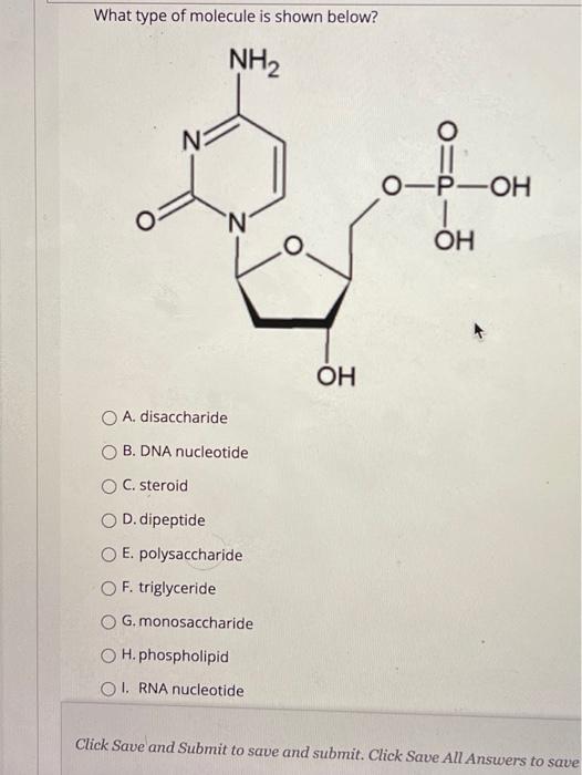 Solved What type of molecule is shown below? NH2 N O=0 | Chegg.com