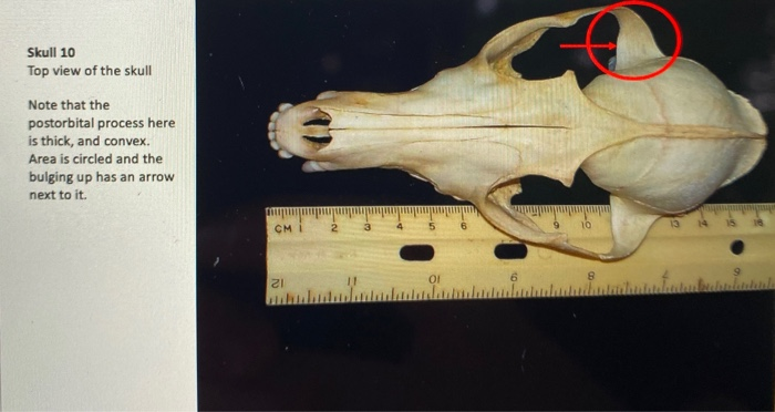 Solved 1 Dichotomous Key Cheek teeth all about the same | Chegg.com