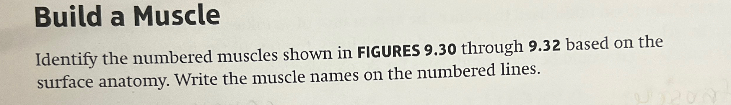 Solved Build a MuscleIdentify the numbered muscles shown in | Chegg.com