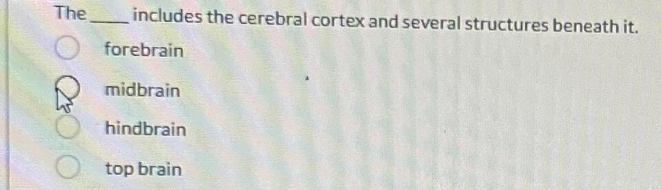 Solved The includes the cerebral cortex and several | Chegg.com