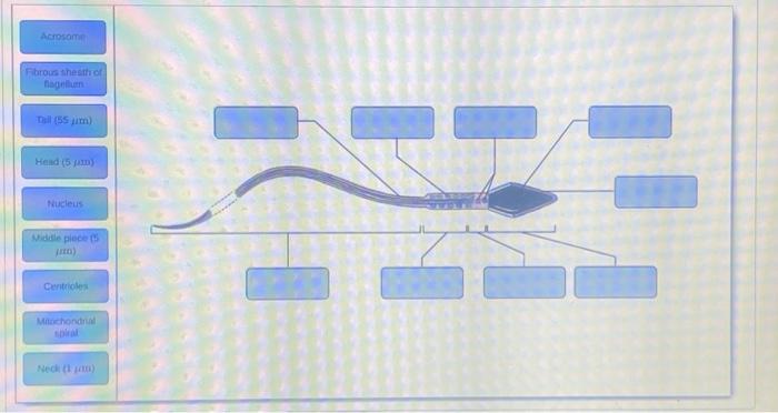 Solved Drag the labels to the appropriate location in the | Chegg.com