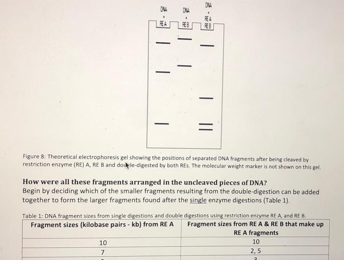Determining the Length of DNA Fragments _LOD 4: | Chegg.com