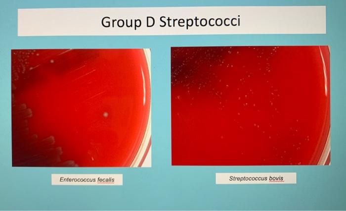 Solved Streptococcus Demo Gram-positive cocci in chains or | Chegg.com