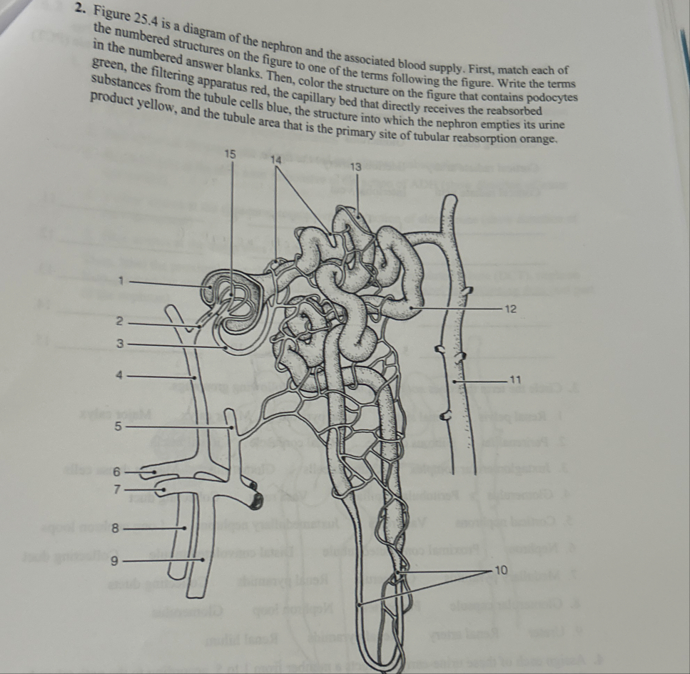 Solved the numbered structures on the figure to one of the | Chegg.com