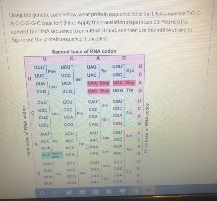 Solved Using the genetic code below, what protein sequence | Chegg.com
