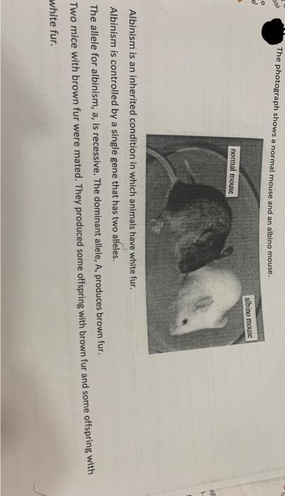 Solved The photograph shows a normal mouse and an albino | Chegg.com