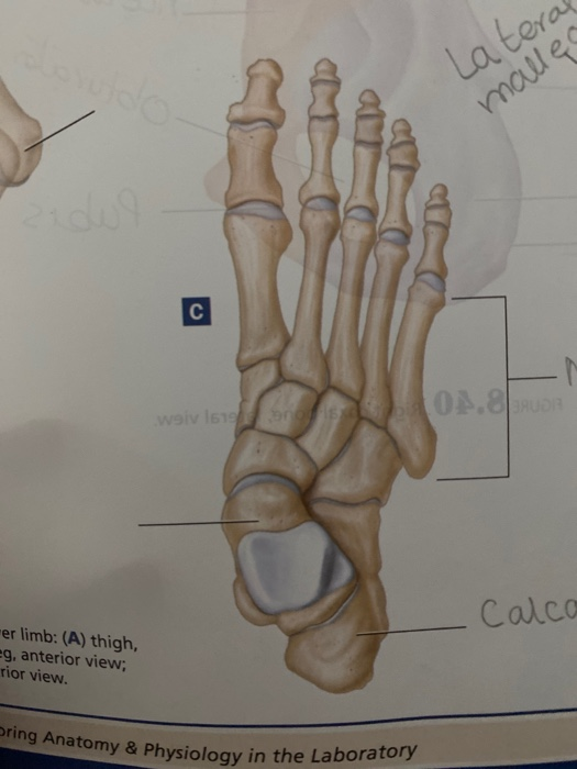 Solved Oring Anatomy & Physiology in the Laboratory Latera | Chegg.com