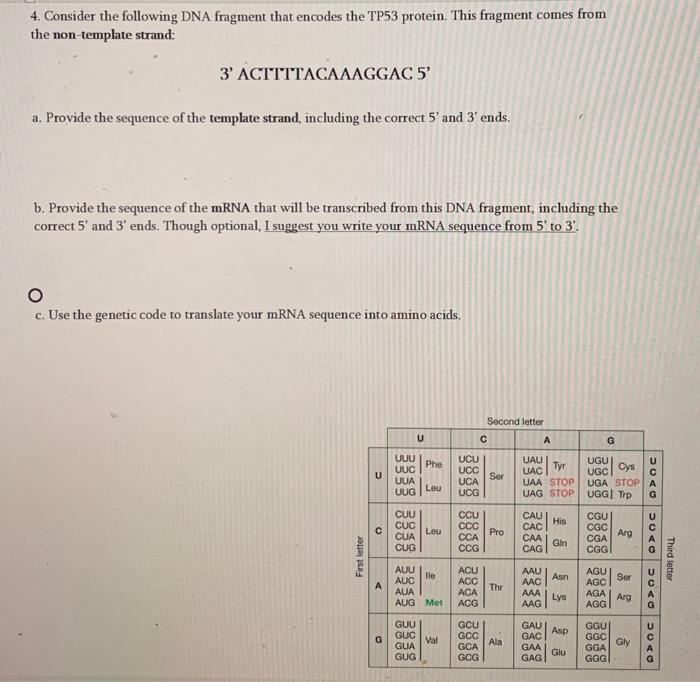 Solved 4. Consider the following DNA fragment that encodes | Chegg.com