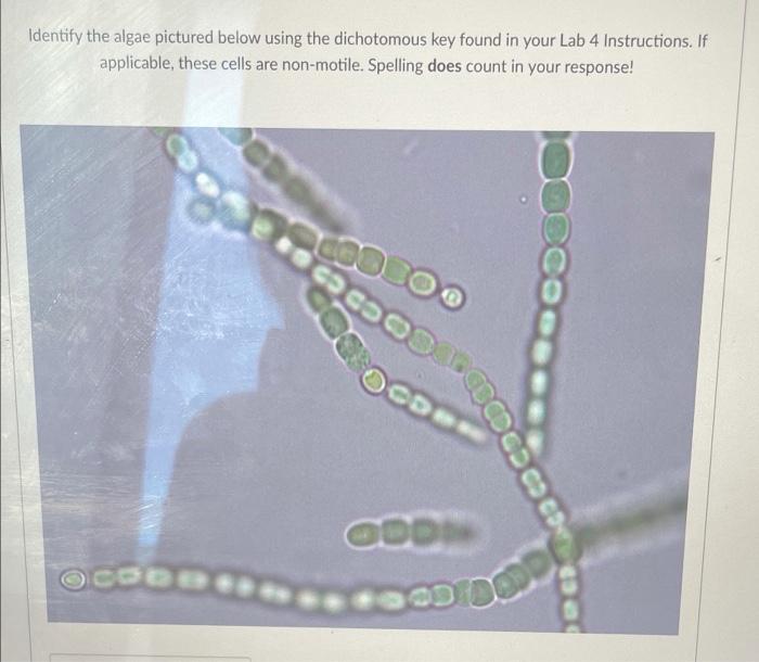 Identify the algae pictured below using the | Chegg.com