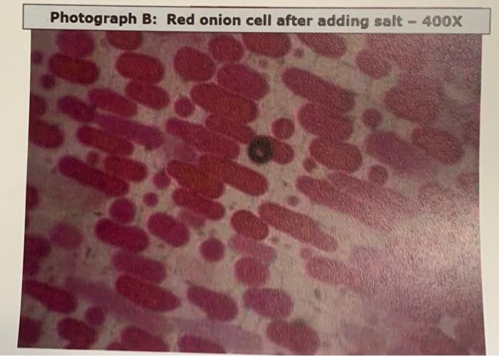 Solved 2. In the space below, draw and color one red onion | Chegg.com