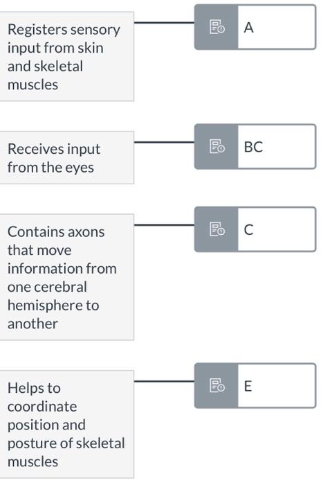 Solved match each of the brain functions to the correct area | Chegg.com