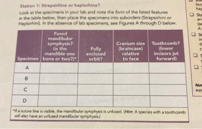 Solved JU (sus har Station 1: Strepsirhine or haplorhine? | Chegg.com