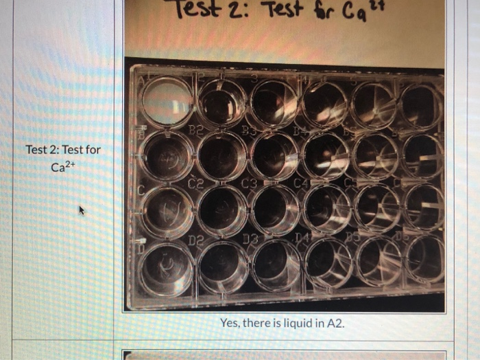 Solved Cation Tests Cation tests Pictures of control cation | Chegg.com