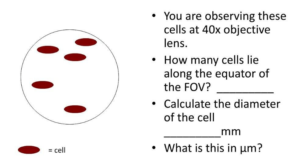 Solved . • You are observing these cells at 40x objective | Chegg.com