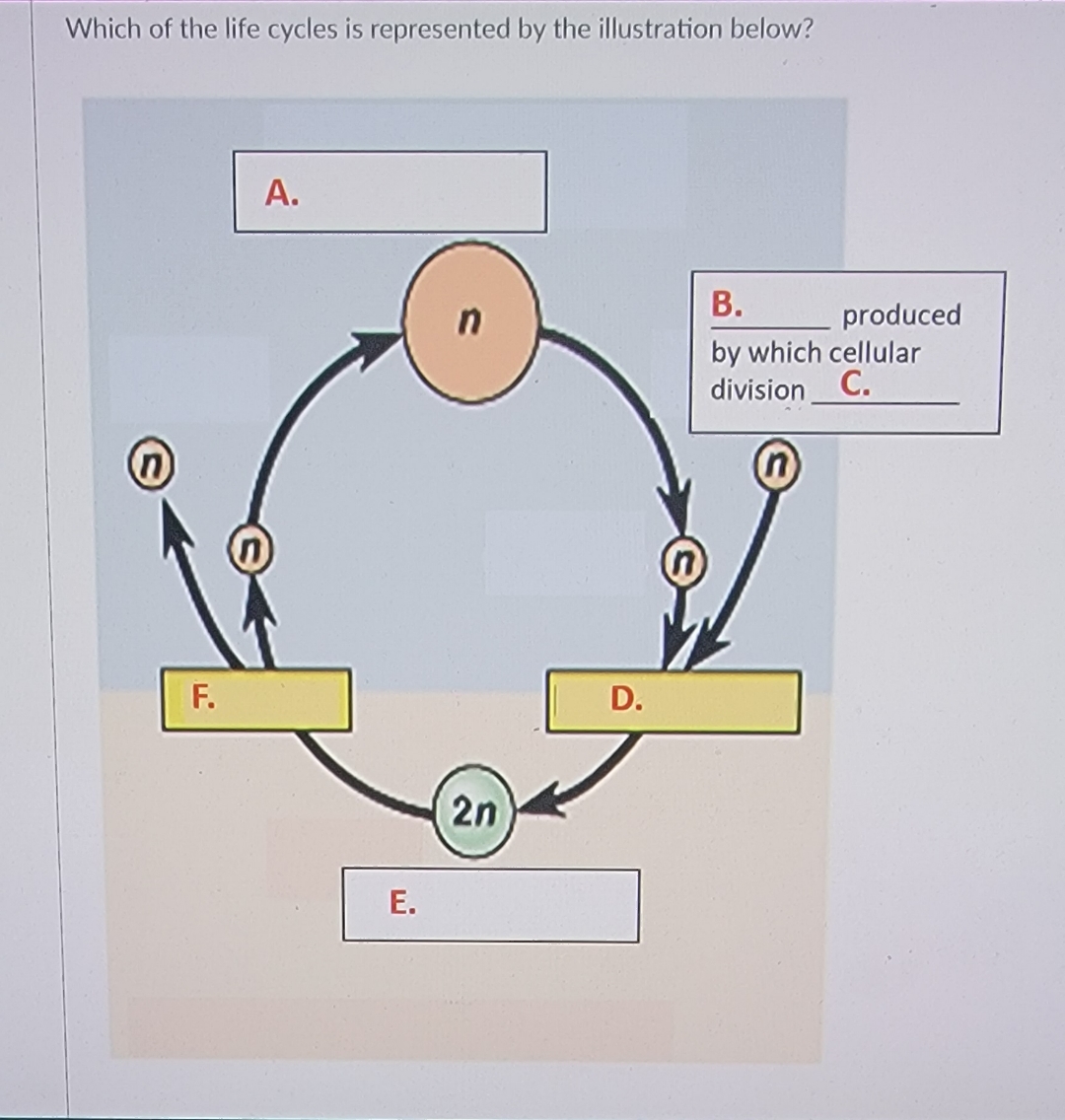 Solved Which of the life cycles is represented by the | Chegg.com