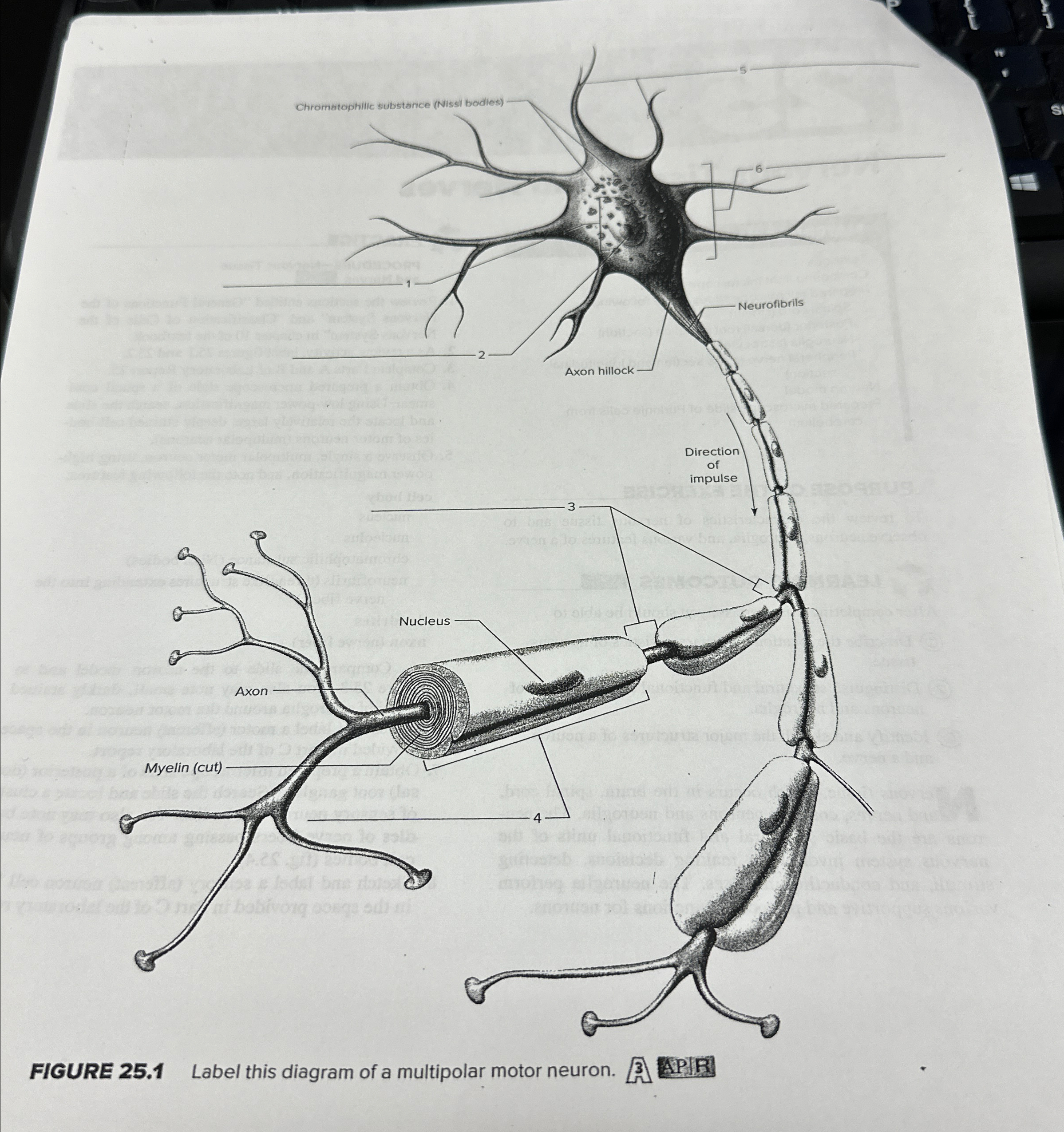 Solved Chromatophilic substance (Nissl bodies)-55Axon | Chegg.com
