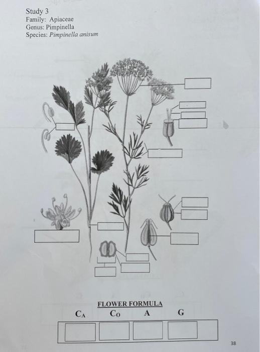 Solved Study 3 Family: Apiaceae Genus: Pimpinella Species: | Chegg.com
