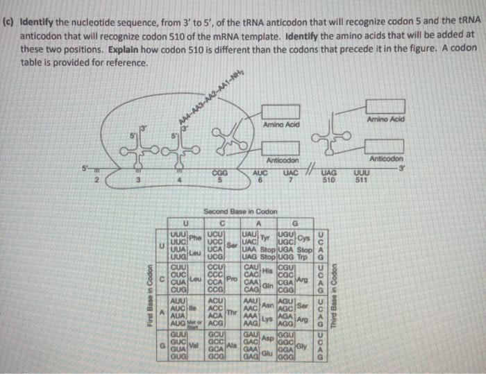 Solved (c) Identify the nucleotide sequence, from 3' to 5, | Chegg.com