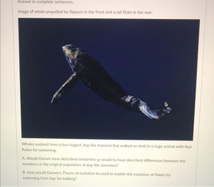 Solved Answer in complete sentences. Image of whale | Chegg.com