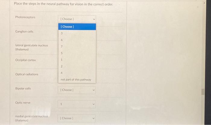 Solved Place the steps in the neural pathway for vision in | Chegg.com