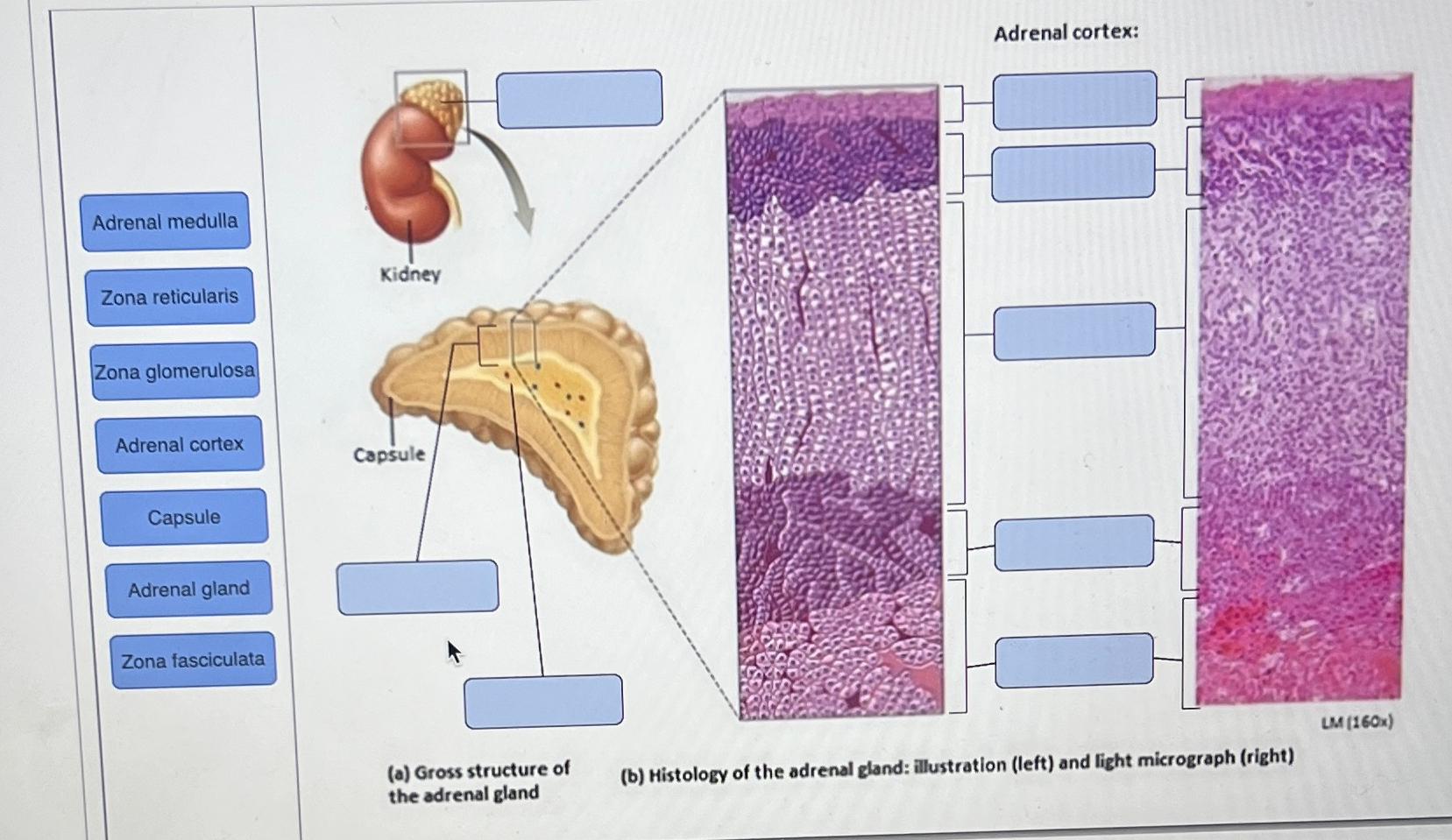 Solved (a) ﻿Gross structure of the adrenal gland(b) | Chegg.com