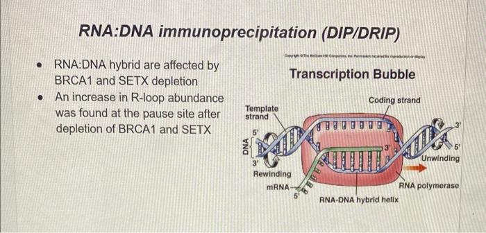 Solved From my understanding RNA:DNA (DIP/DRIP) occurs | Chegg.com