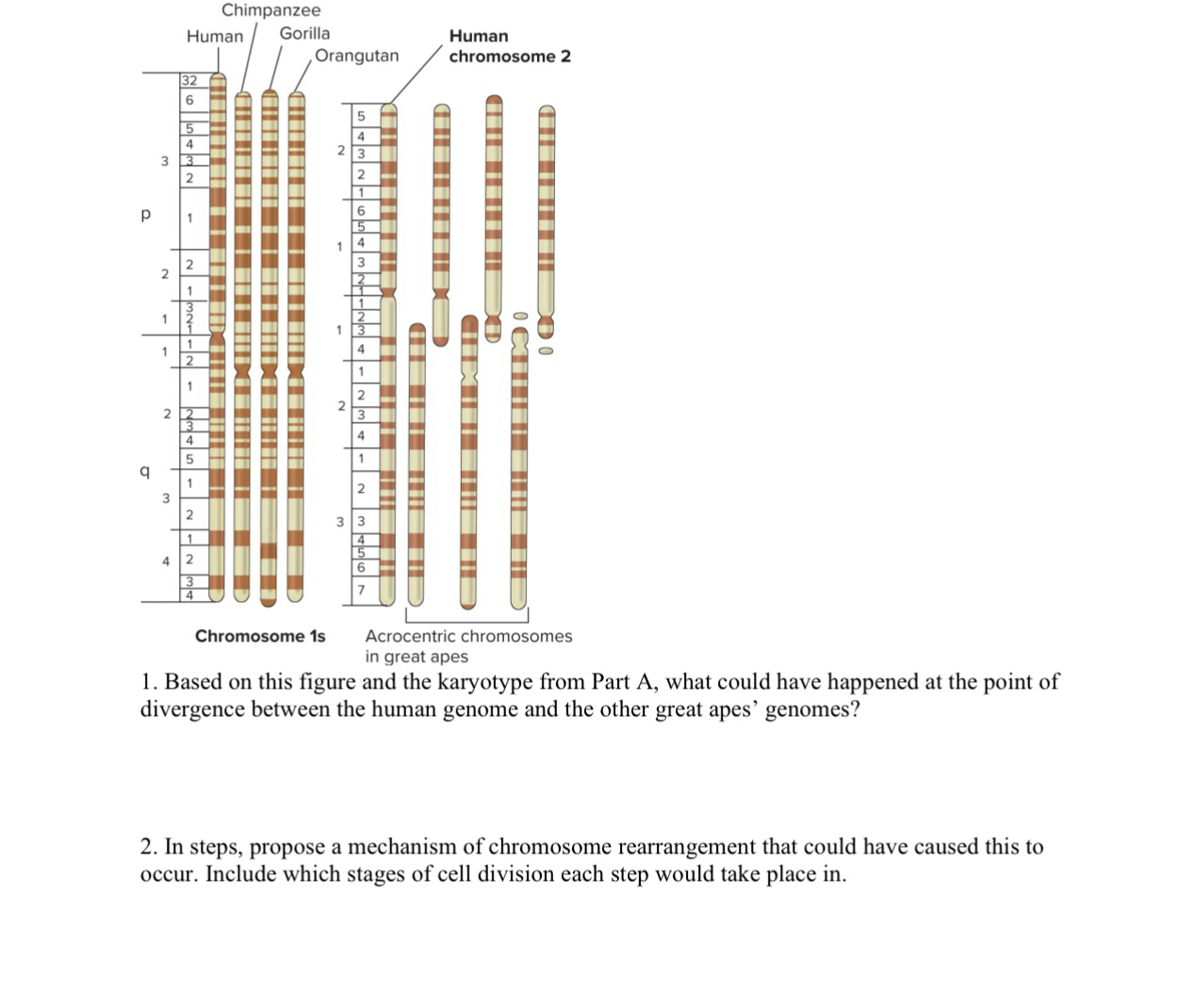 Solved Chromosome isAcrocentric chromosomes in great | Chegg.com