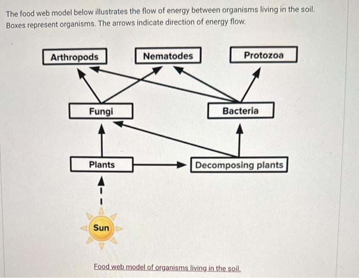 Solved The food web model below illustrates the flow of | Chegg.com