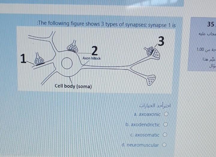 Solved The following figure shows 3 types of synapses; | Chegg.com