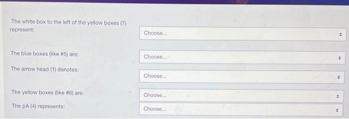 Solved Match the name to the correct number shown on the | Chegg.com