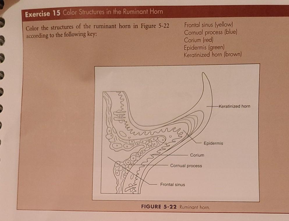 Exercise 15 Color Structures in the Ruminant Horn | Chegg.com