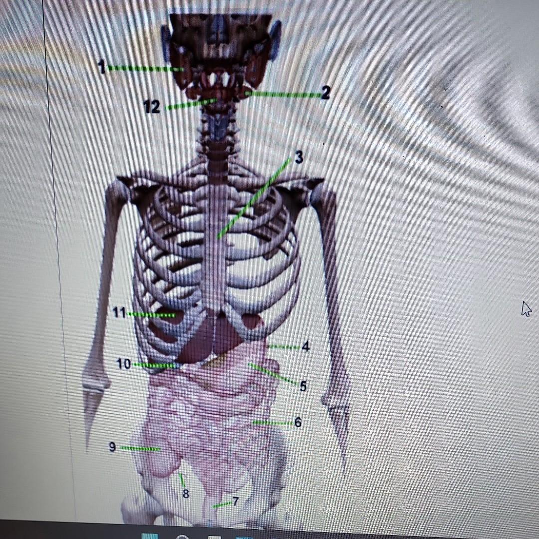 Solved match numbered structures in the diagram below to the | Chegg.com