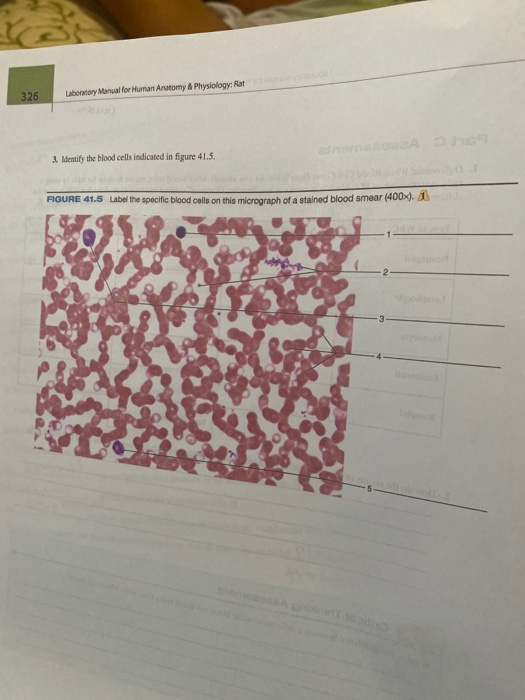 Solved 326 Laboratory Manual for Human Anatomy & Physiology: | Chegg.com