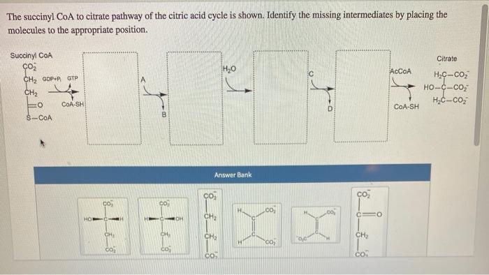 The succinyl CoA to citrate pathway of the citric | Chegg.com