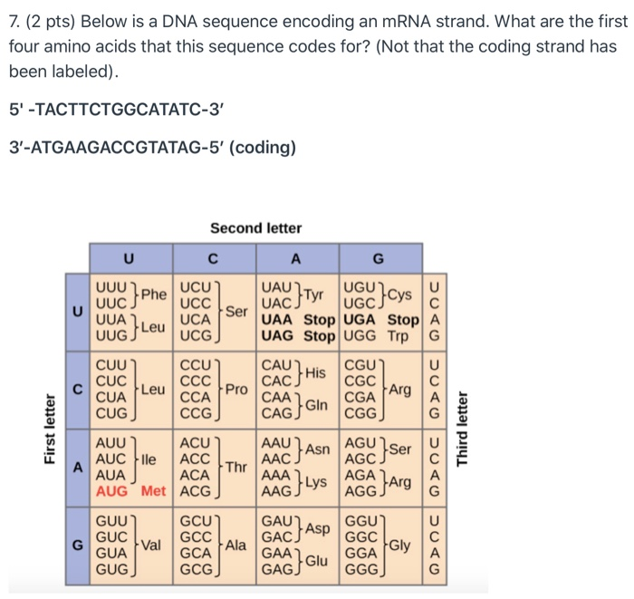 Solved 7. (2 pts) Below is a DNA sequence encoding an mRNA | Chegg.com