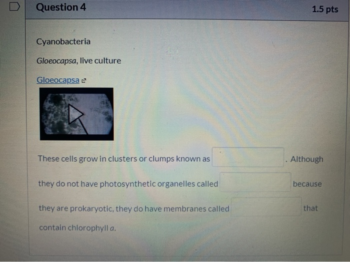 Solved Question 4 1.5 pts Cyanobacteria Gloeocapsa, live | Chegg.com