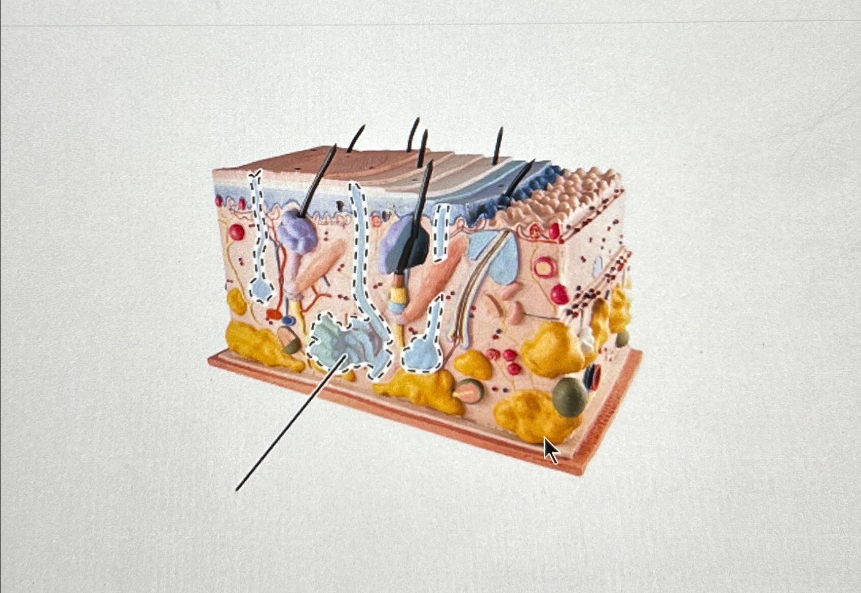 Solved What is produced by the highlighted structures? | Chegg.com