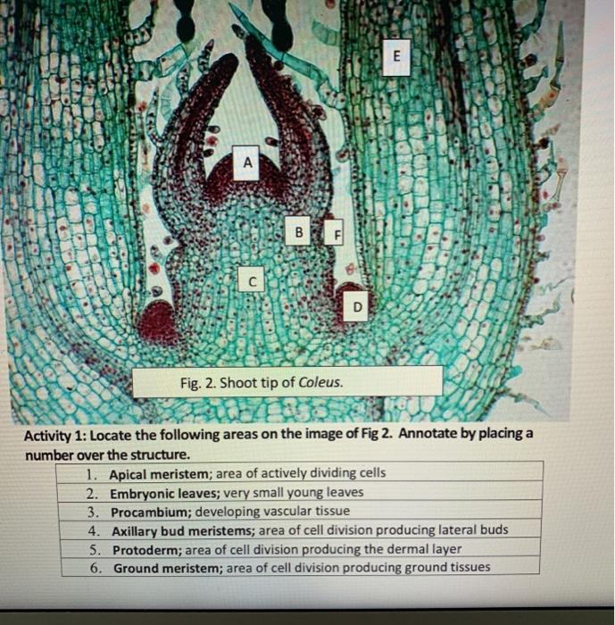 Solved E A B С D Fig. 2. Shoot tip of Coleus. Activity 1: | Chegg.com