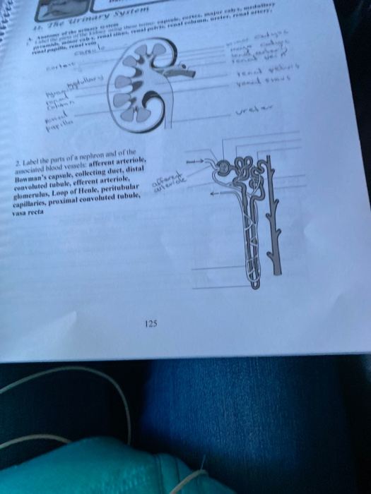 Solved M Urry Siem 11. appare papilla Label the parts of a | Chegg.com