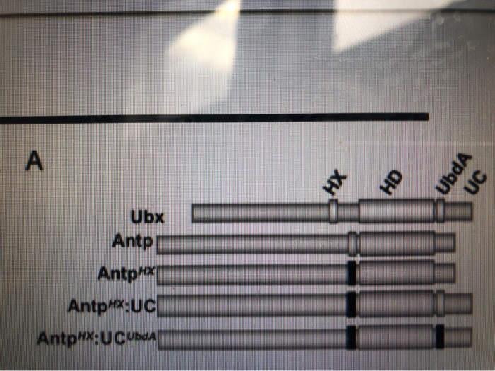 lexes Ubd UC Ubx Antp AntpHX AntpHX:UCH AntpHX:UCUDA | Chegg.com