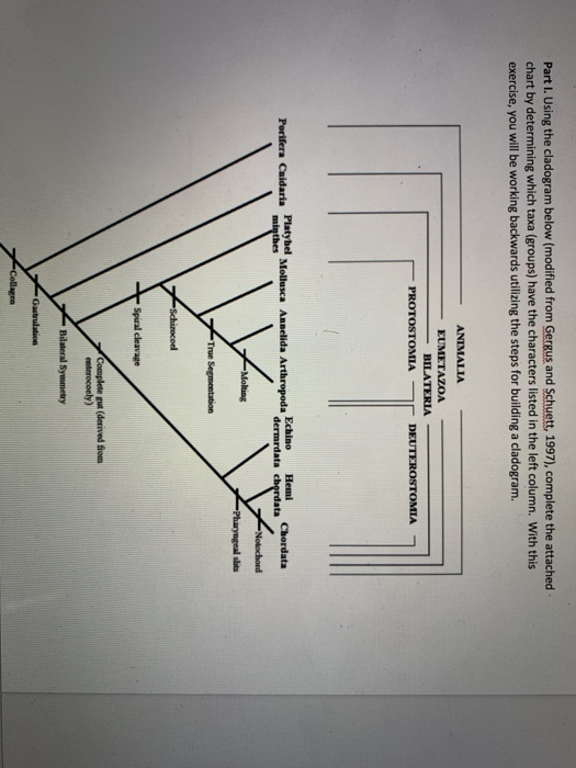 Part I. Using the cladogram below (modified from | Chegg.com