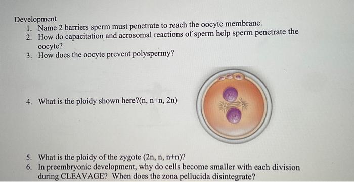 Solved Development 1. Name 2 barriers sperm must penetrate | Chegg.com